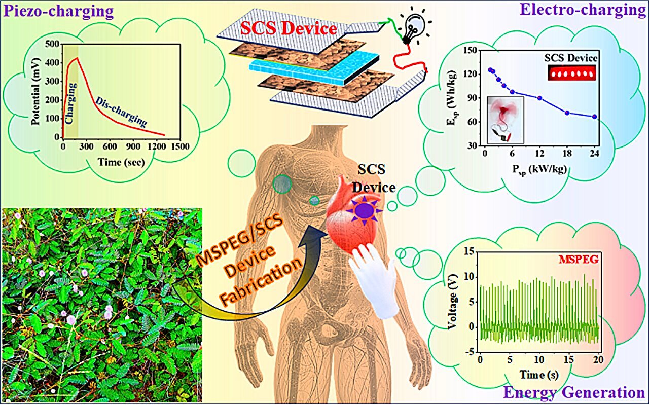 Revolutionizing Energy Storage: Mimosa Seed Bio-Piezoelectric Device as ...