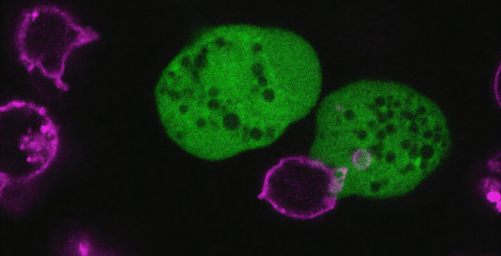The Cell-Devouring Parasite: Masters of Disguise - Silicon Flash