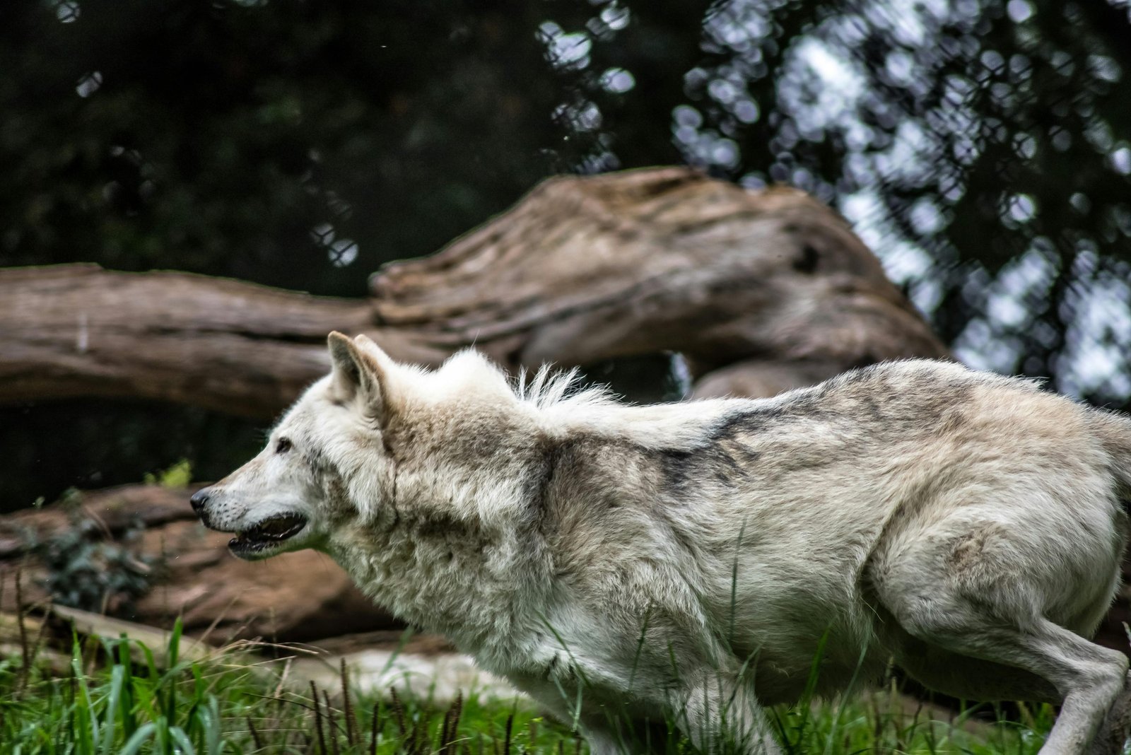 Revolutionizing Funding Models through De-Extinction Technology ...